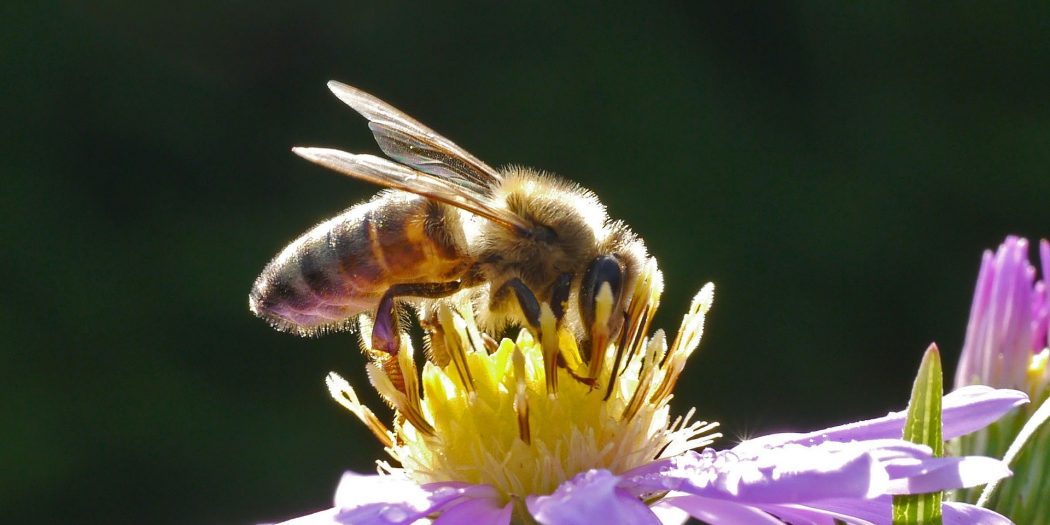 «colectar» y «recolectar», similitudes y diferencias | Fundéu Guzmán Ariza